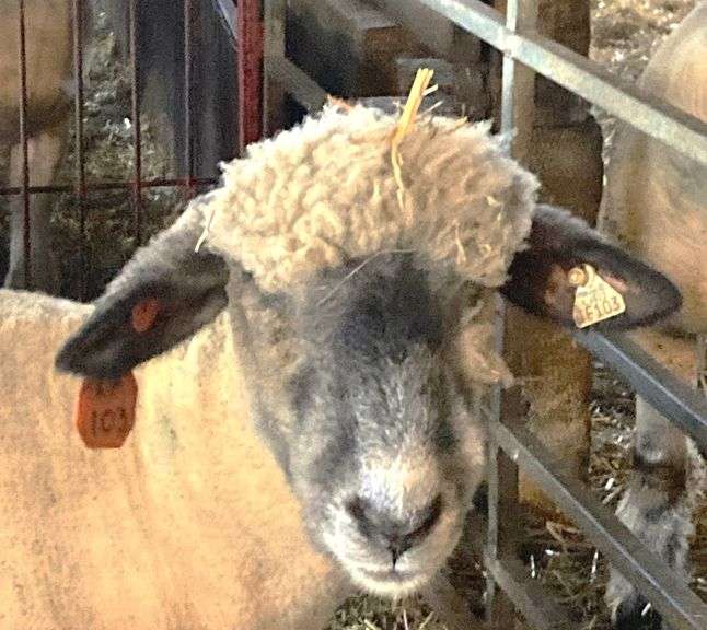 Dover Genetics-Yrlg Ewe - Breeders World