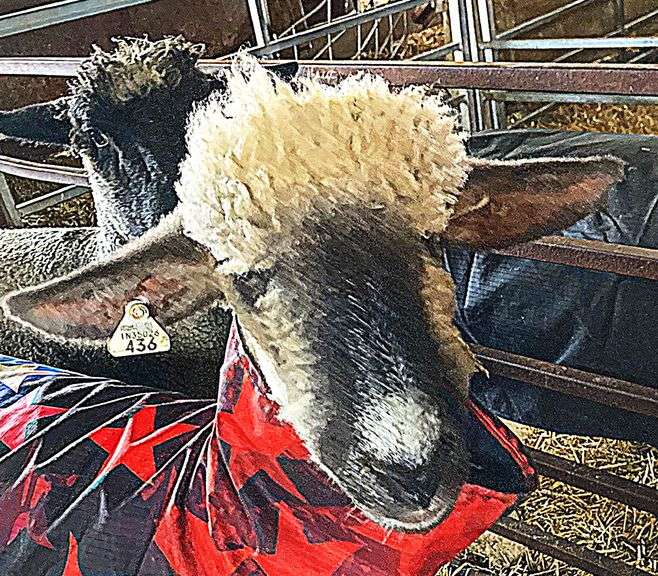 Dover Genetics-Yrlg Ewe - Breeders World